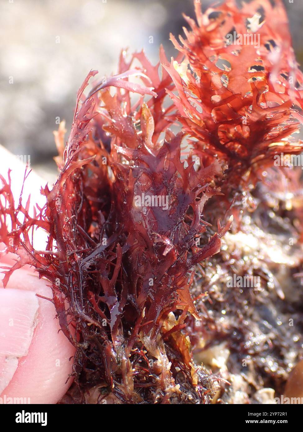 red algae (Rhodophyta Stock Photo - Alamy