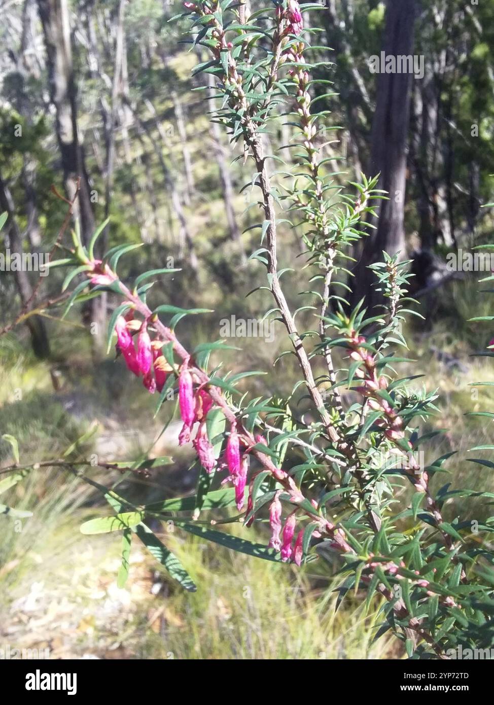 Common Heath (Epacris impressa Stock Photo - Alamy