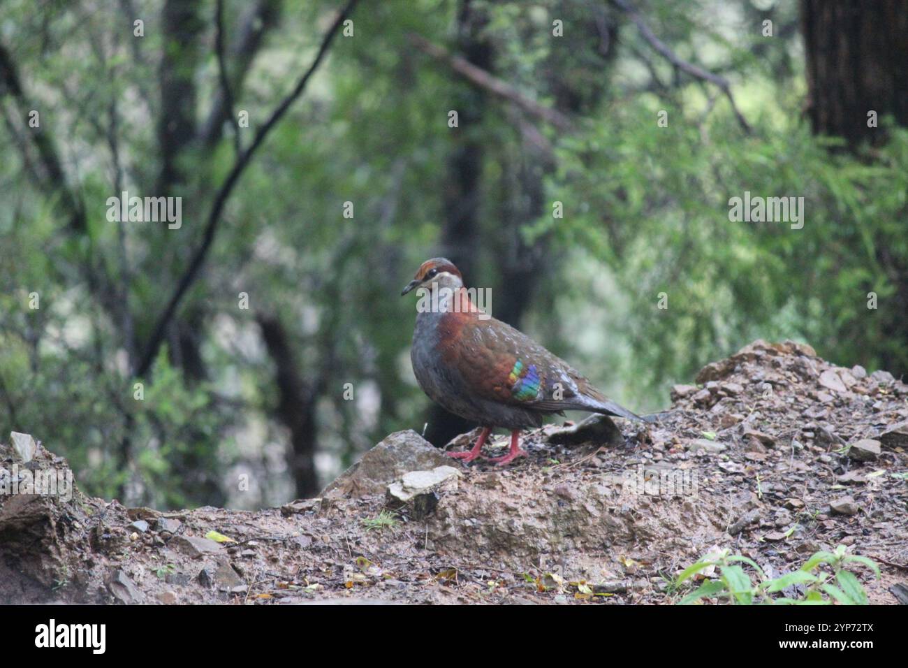 Brush Bronzewing (Phaps elegans Stock Photo - Alamy