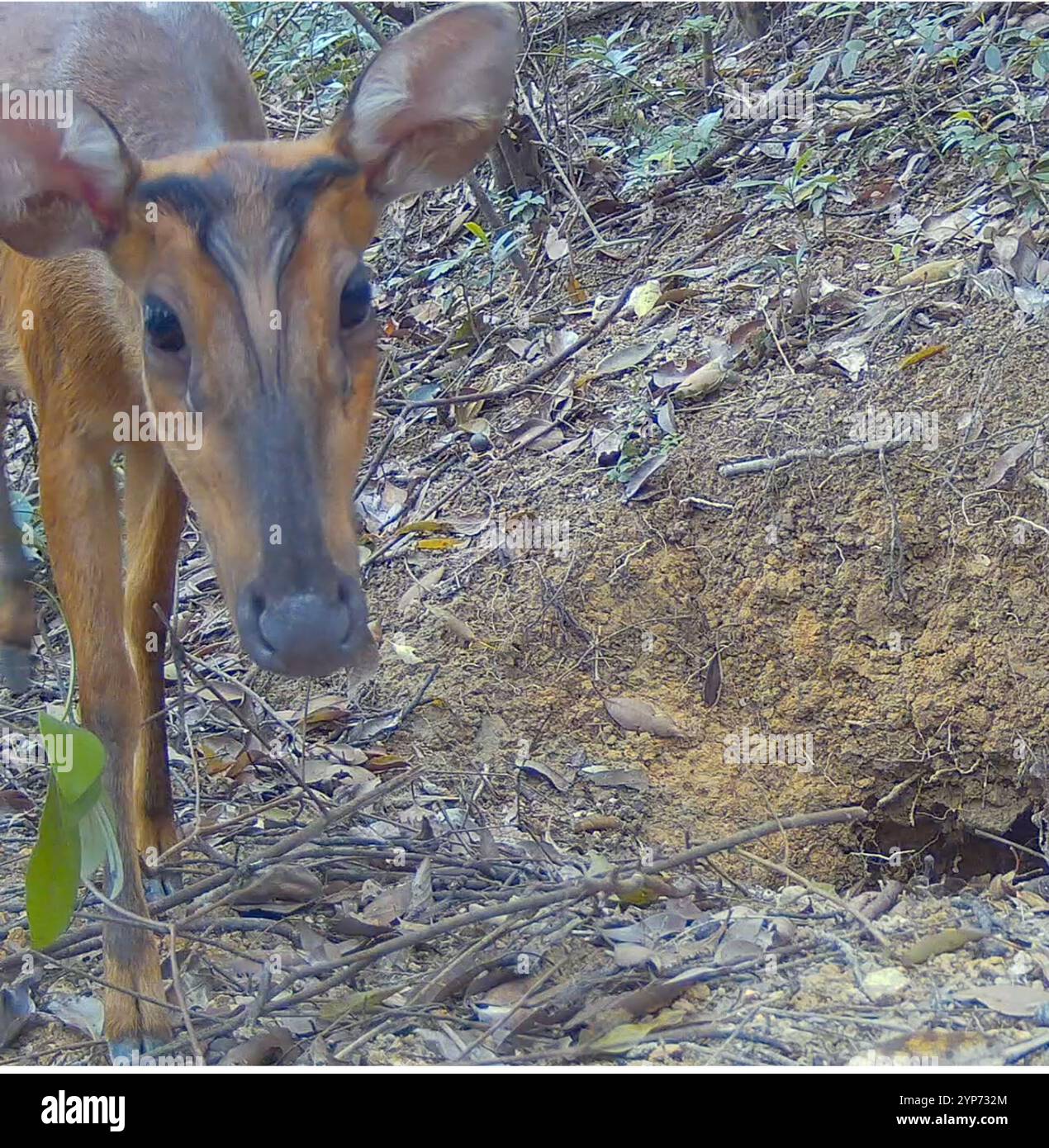 Northern red muntjac hi-res stock photography and images - Alamy