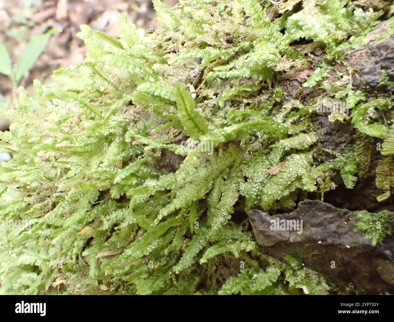 Neckeraceae hi-res stock photography and images - Alamy
