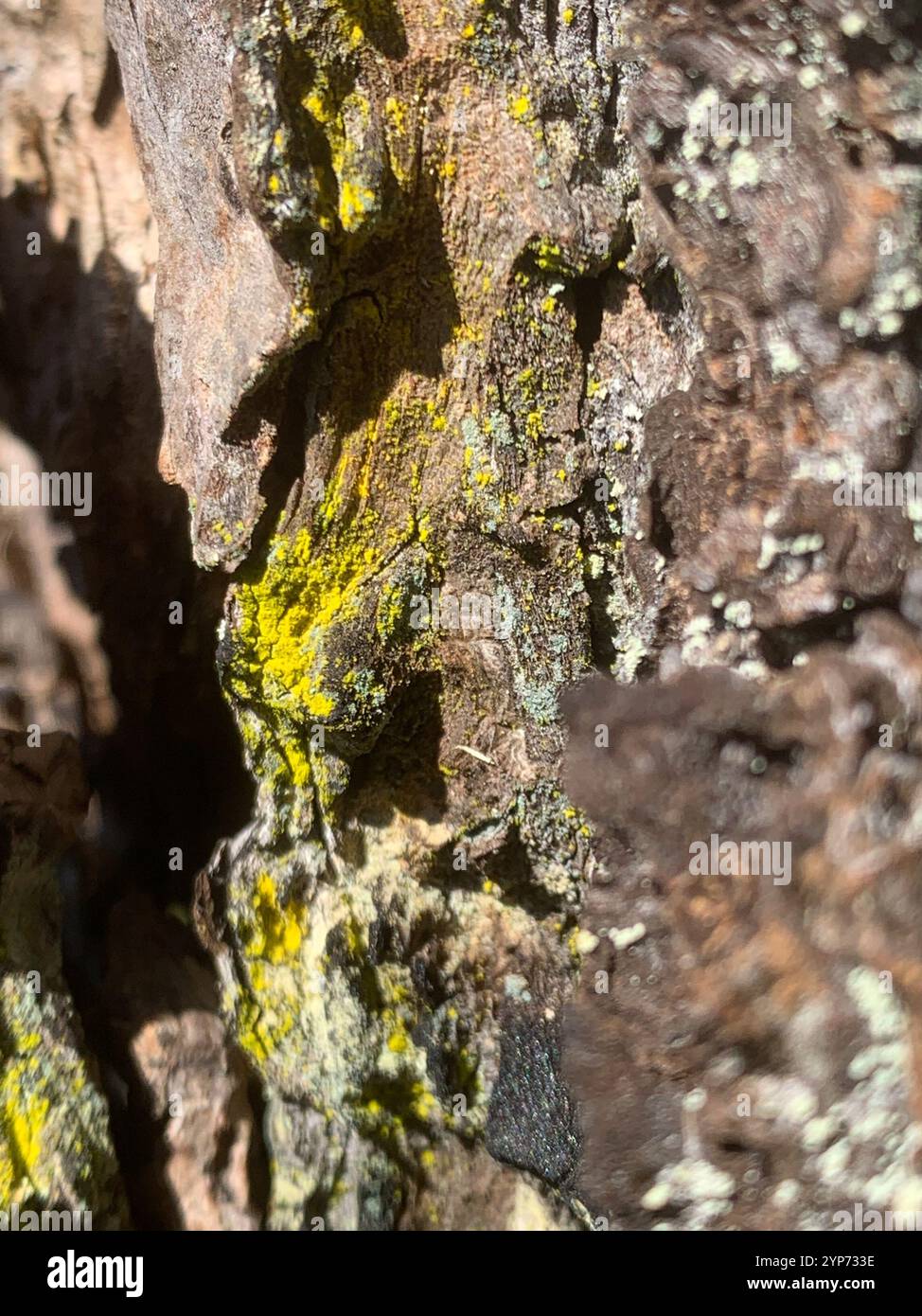 gold dust lichen (Chrysothrix candelaris Stock Photo - Alamy