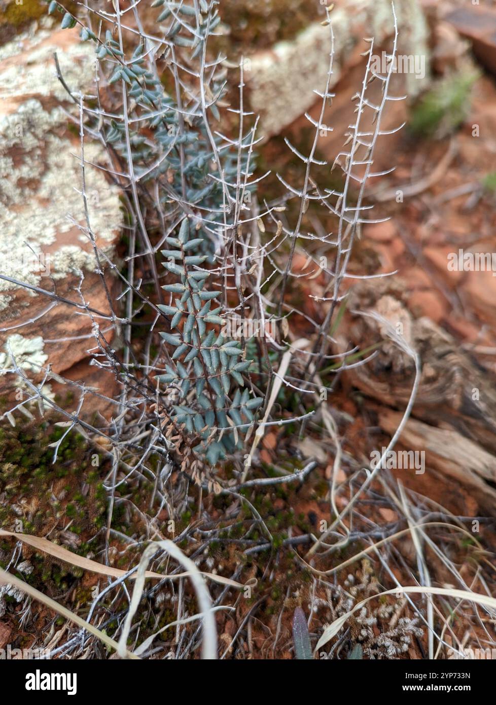 Spiny cliff brake hi-res stock photography and images - Alamy
