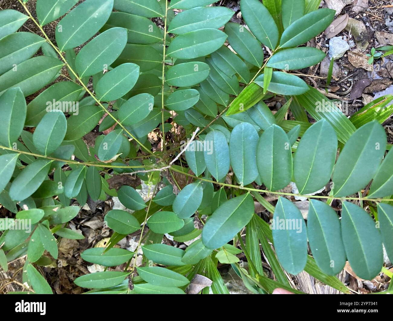 Paradise Tree (Simarouba glauca Stock Photo - Alamy