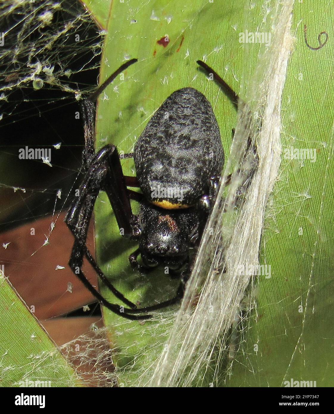 Nephilingis cruentata hi-res stock photography and images - Alamy