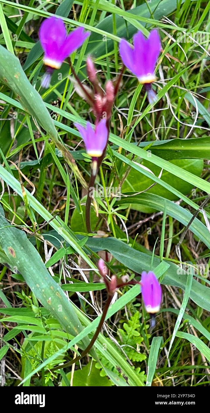 Henderson's shooting star (Primula hendersonii Stock Photo - Alamy
