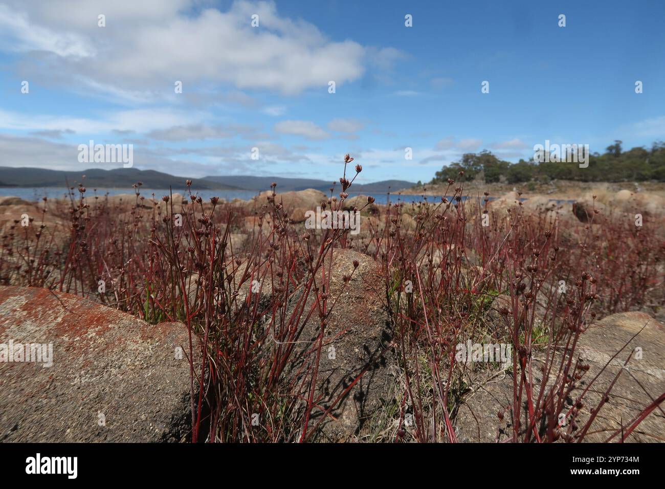Bulbous Rush (Juncus bulbosus Stock Photo - Alamy