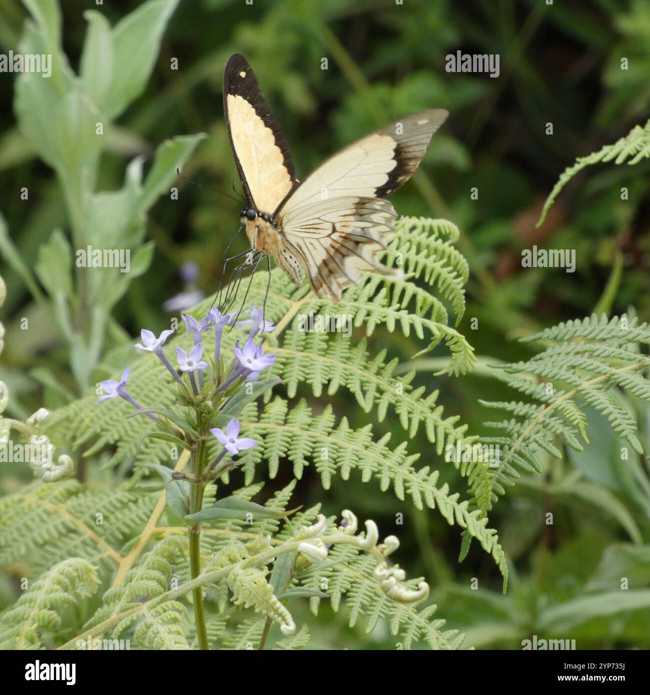 Mocker Swallowtail (Papilio dardanus Stock Photo - Alamy