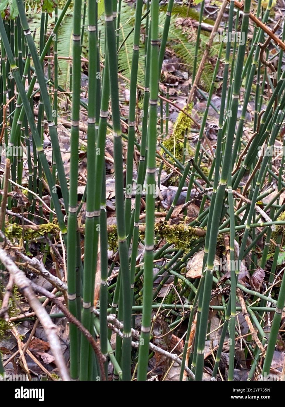 rough horsetail (Equisetum hyemale Stock Photo - Alamy