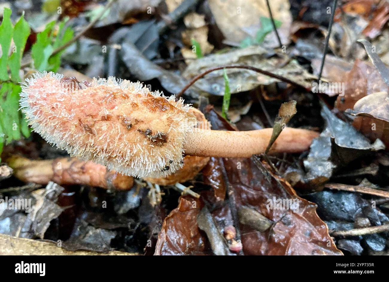 spike-of-dragon (Helosis cayennensis Stock Photo - Alamy
