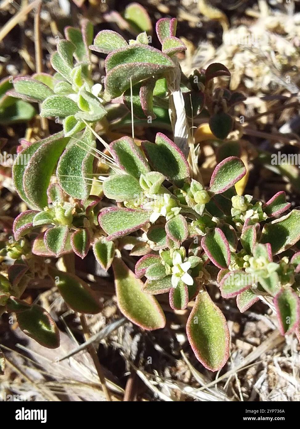 Coastal Galenia (Aizoon pubescens Stock Photo - Alamy