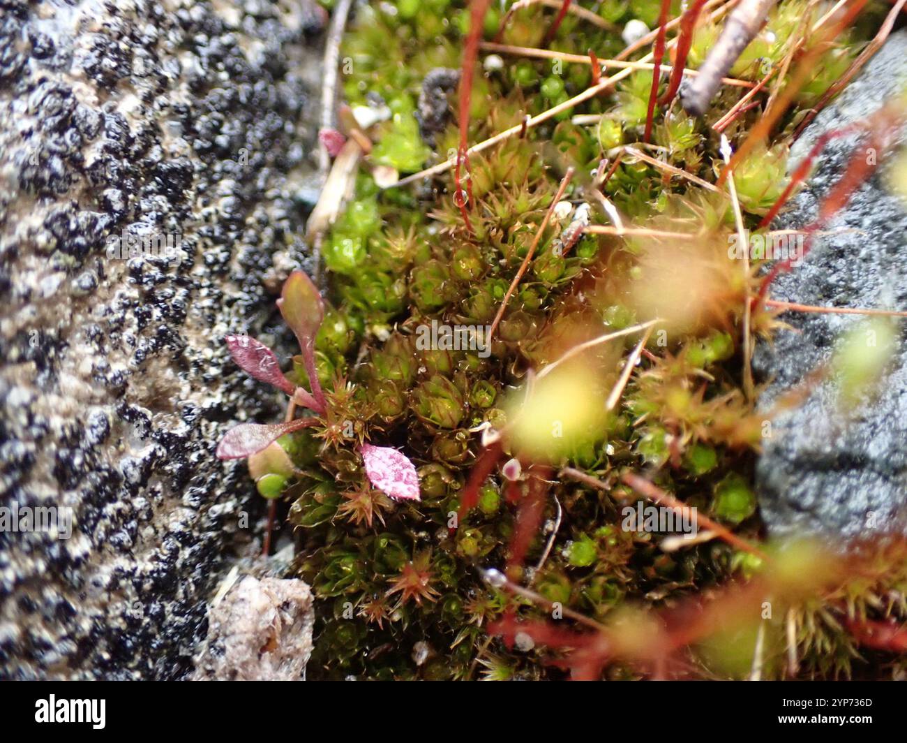 Capillary Thread-moss (Ptychostomum capillare Stock Photo - Alamy