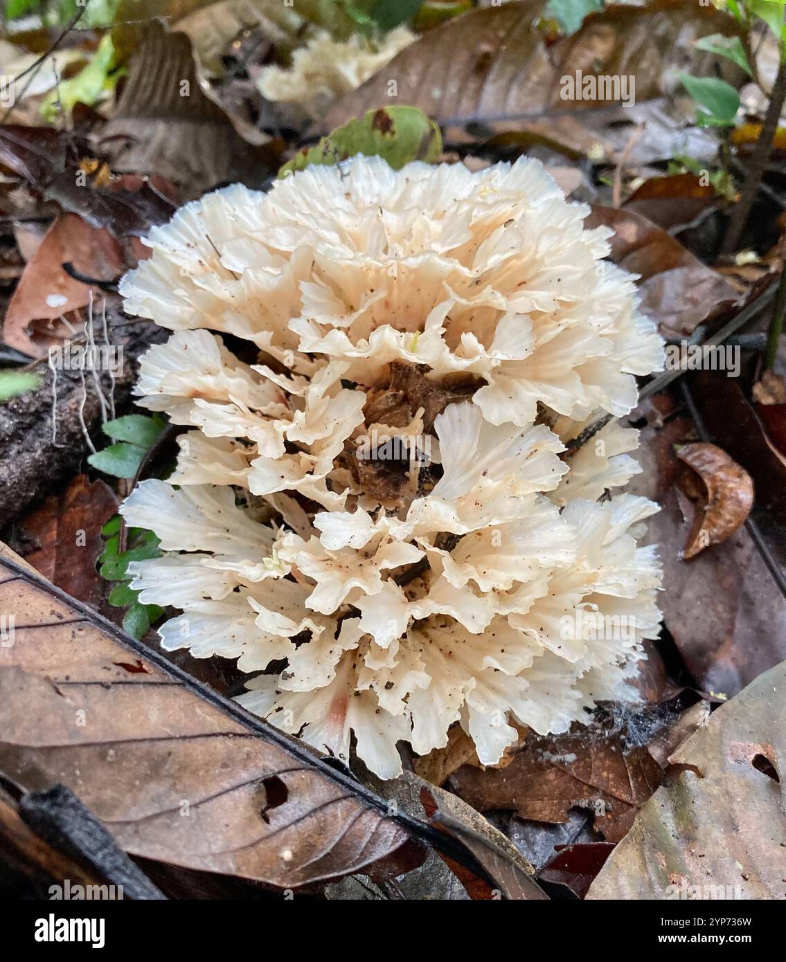 poretooth rosette (Irpex rosettiformis Stock Photo - Alamy