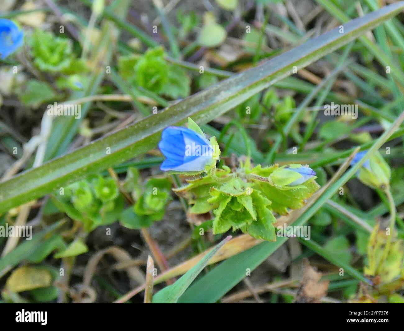bird's-eye speedwell (Veronica persica Stock Photo - Alamy
