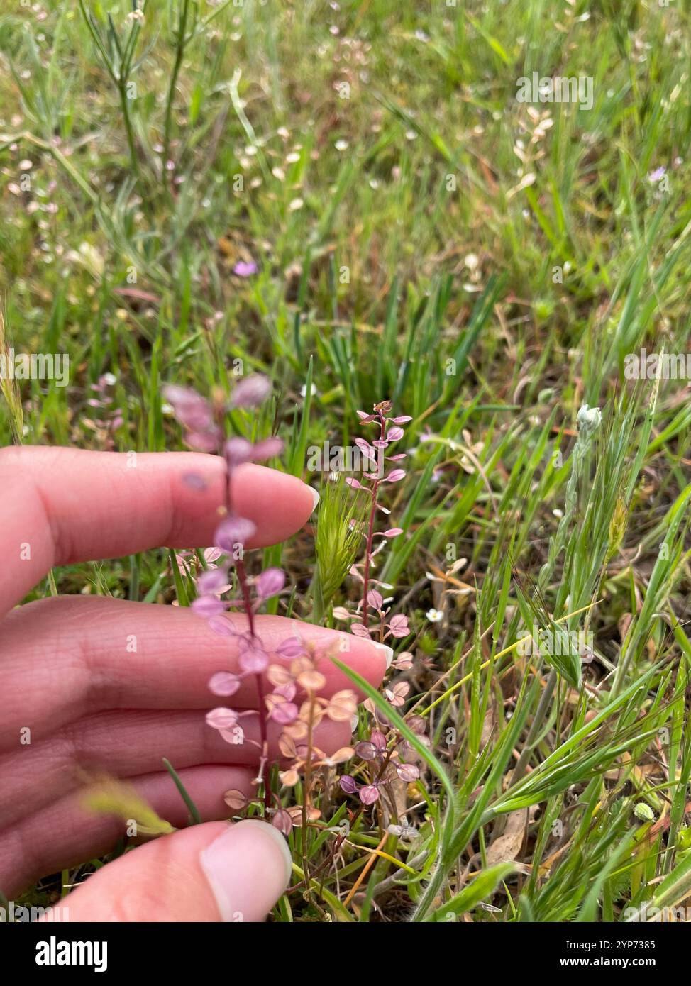 Shining Pepperweed (Lepidium nitidum Stock Photo - Alamy