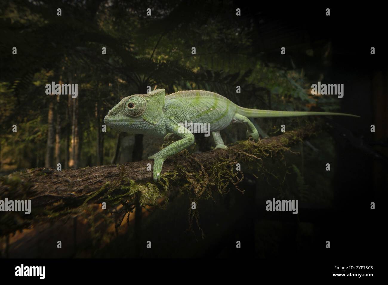 Subspecies of the Parson's chameleon (Calumma parsonii parsonii ...