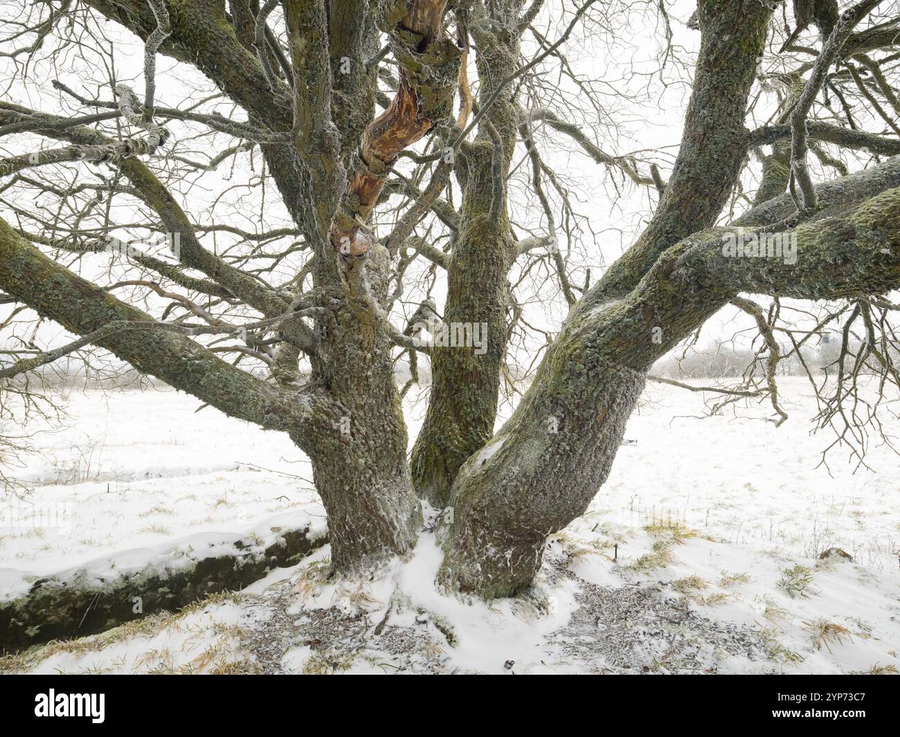 Willow Tree, (Salix sp.) stems covered in frost and snow, November ...