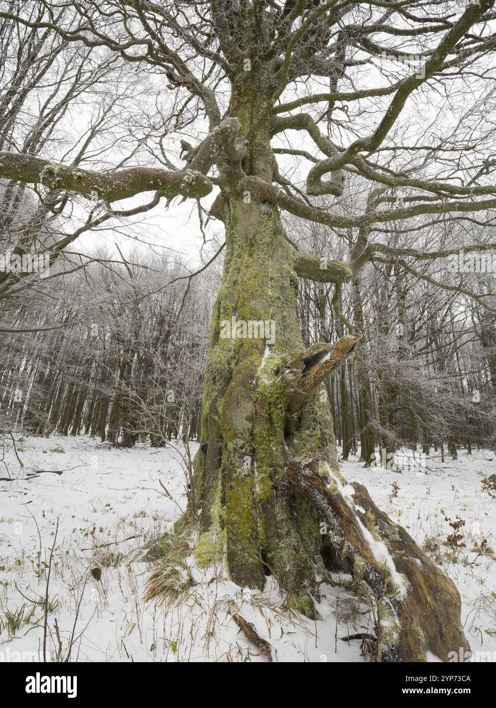 Common Beech Tree, (Fagus sylvatica) old gnarled tree covered in frost ...