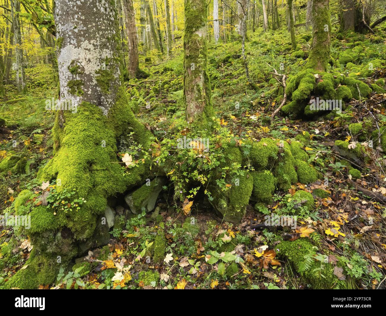 Basalt boulders, and tree stems, covered with moss, in the forest ...
