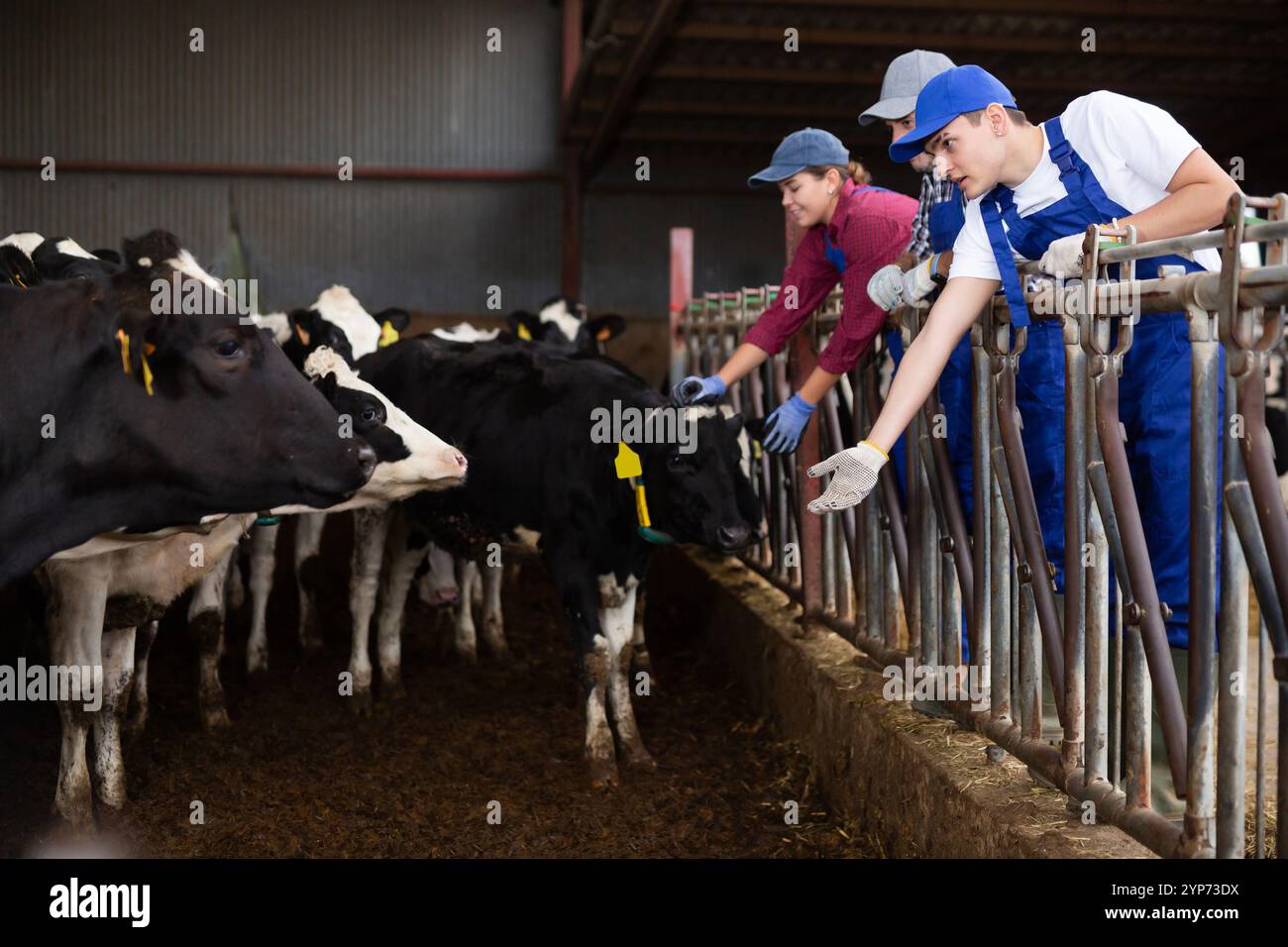 Successful adult dairy farm owner with guy and young female posing ...