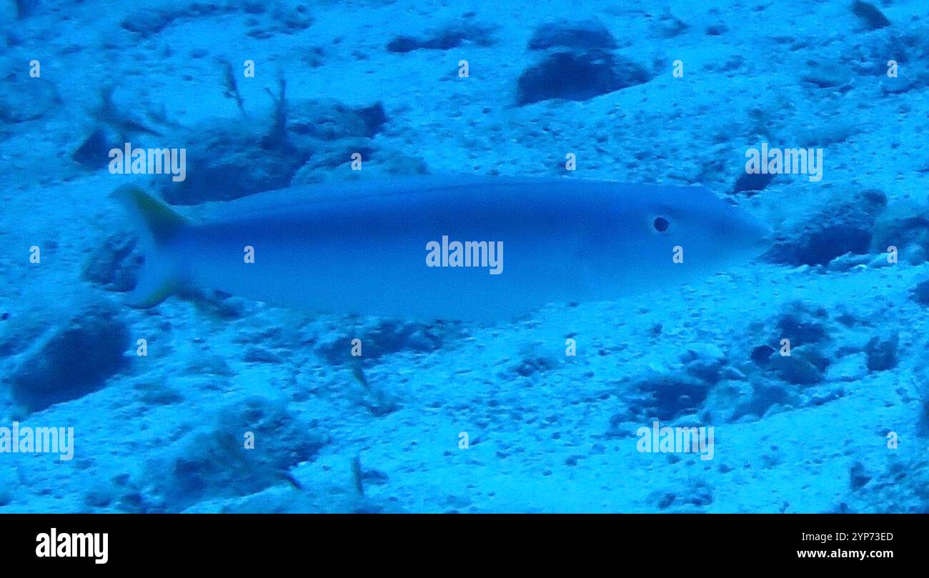 Sand Tilefish (Malacanthus plumieri Stock Photo - Alamy
