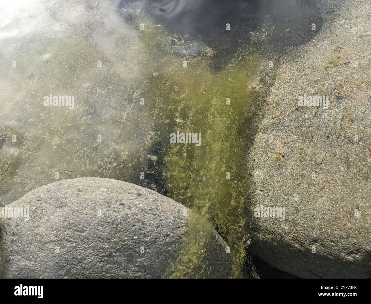 green algae (Chlorophyta Stock Photo - Alamy