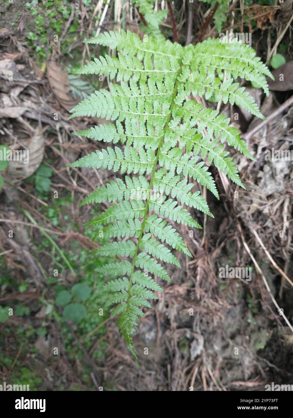 lady fern (Athyrium filix-femina Stock Photo - Alamy