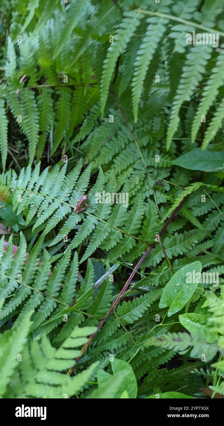Eastern Dwarf Tree Frog (Litoria fallax Stock Photo - Alamy