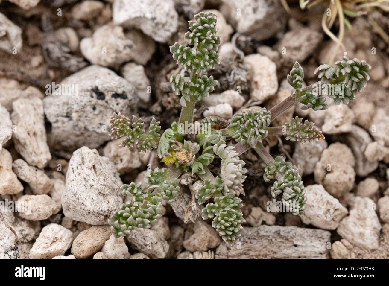 Alpine Oreoxis (Oreoxis alpina Stock Photo - Alamy