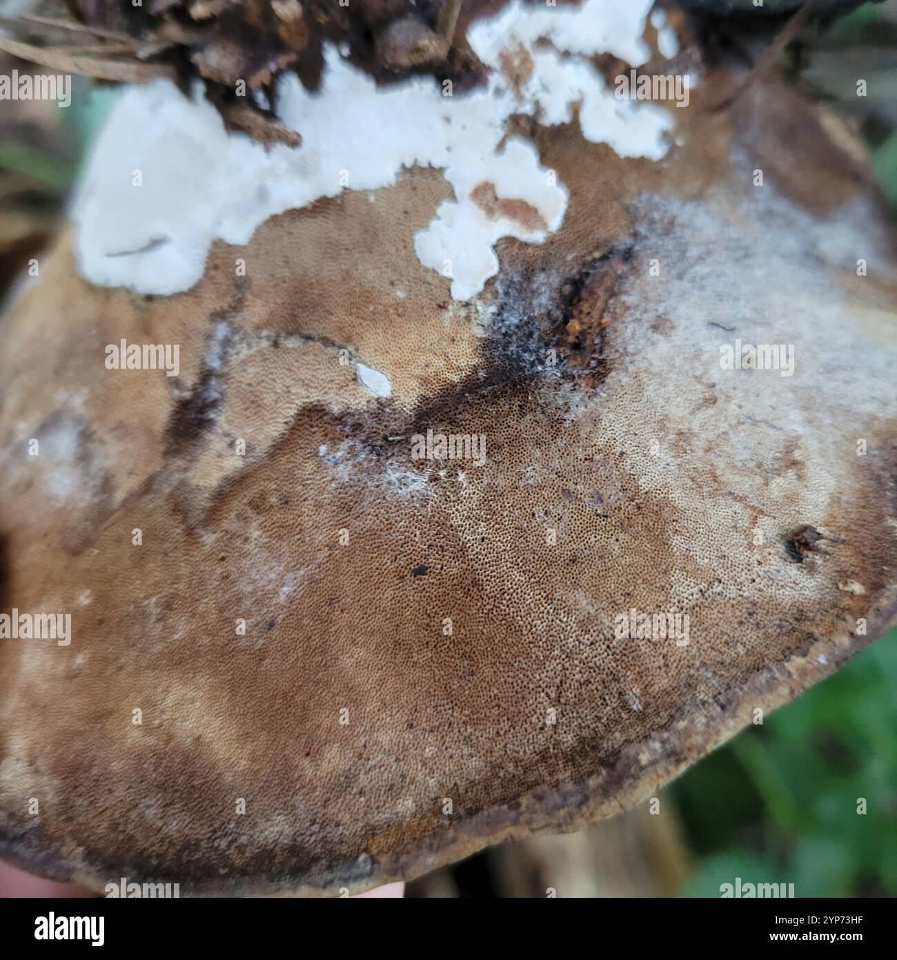 Dyer's Polypore (Phaeolus schweinitzii Stock Photo - Alamy