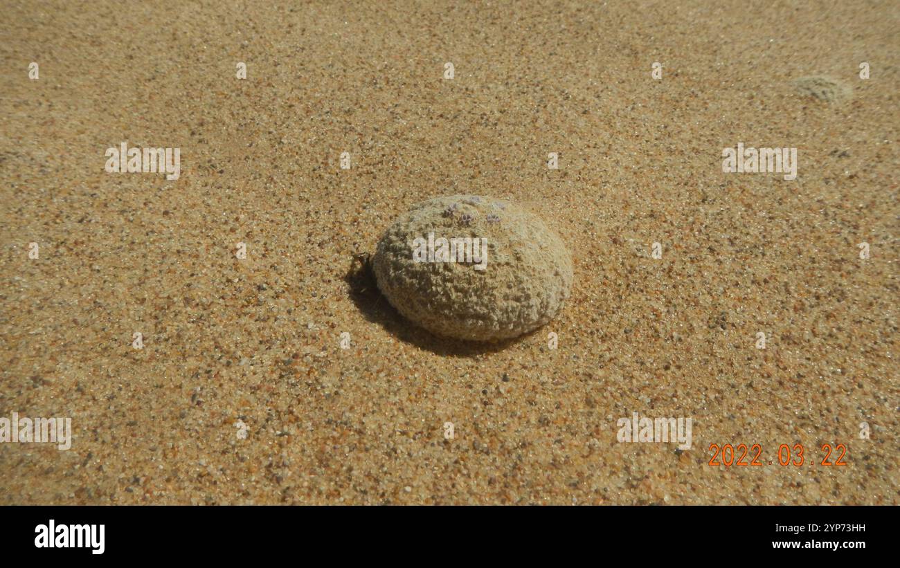 Sand Food (Pholisma sonorae Stock Photo - Alamy