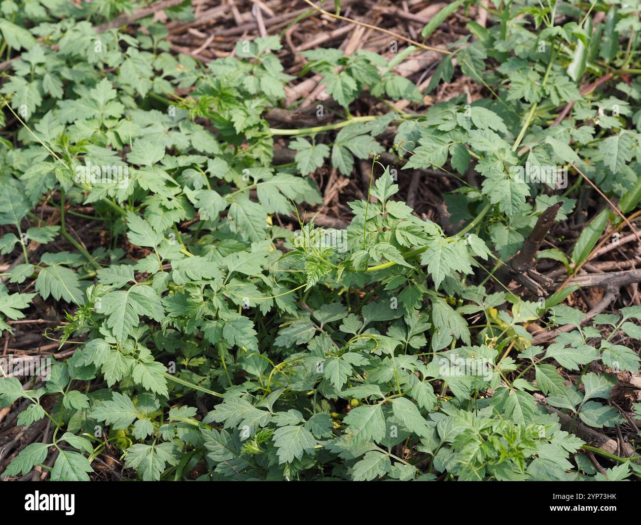 Lesser Balloon Vine (Cardiospermum halicacabum Stock Photo - Alamy