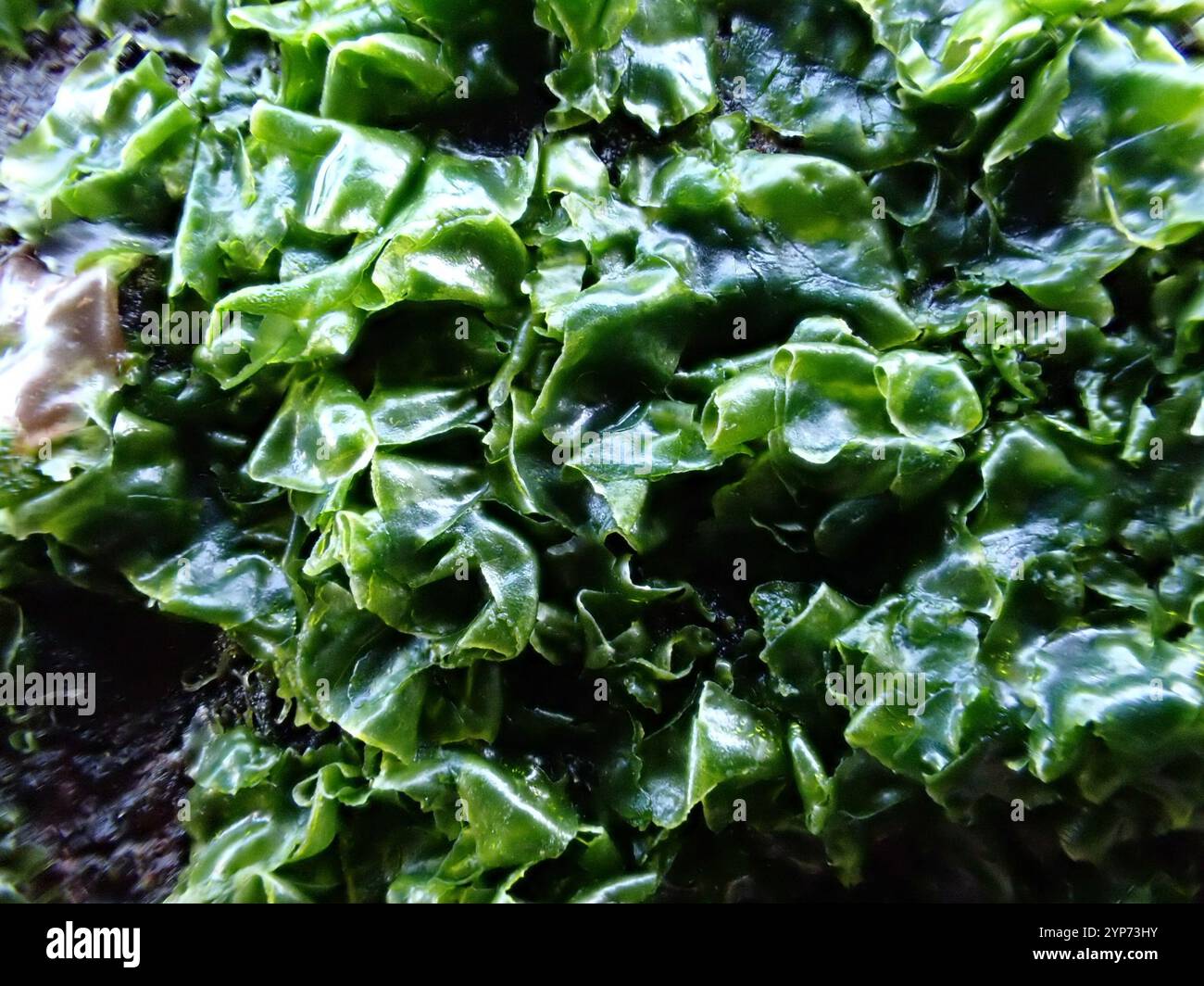 Prasiola hi-res stock photography and images - Alamy