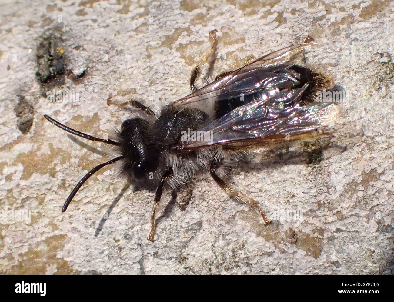 Mining Bees (Andrena Stock Photo - Alamy