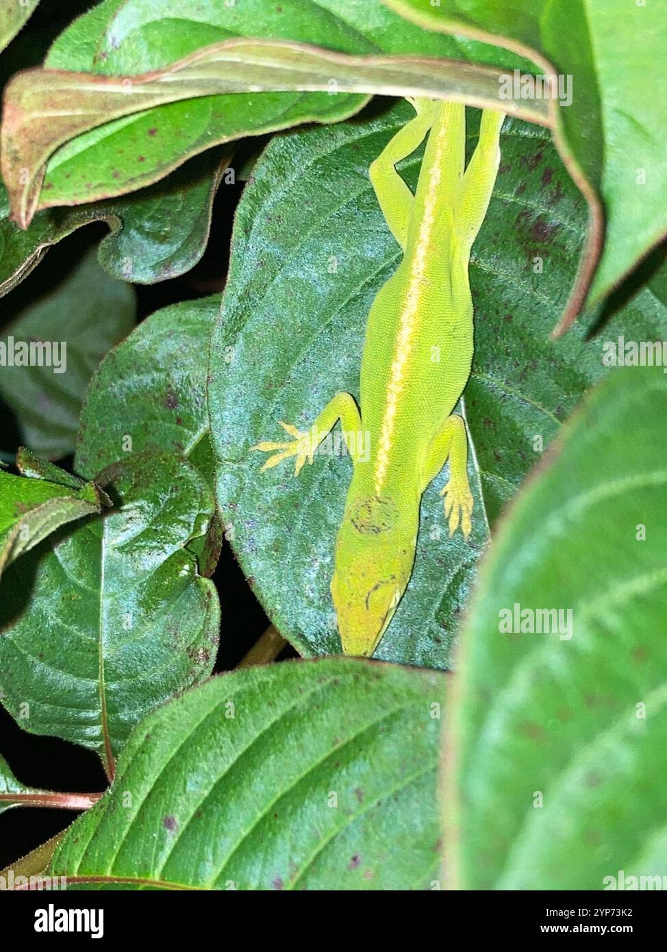 Green Anole (Anolis carolinensis Stock Photo - Alamy