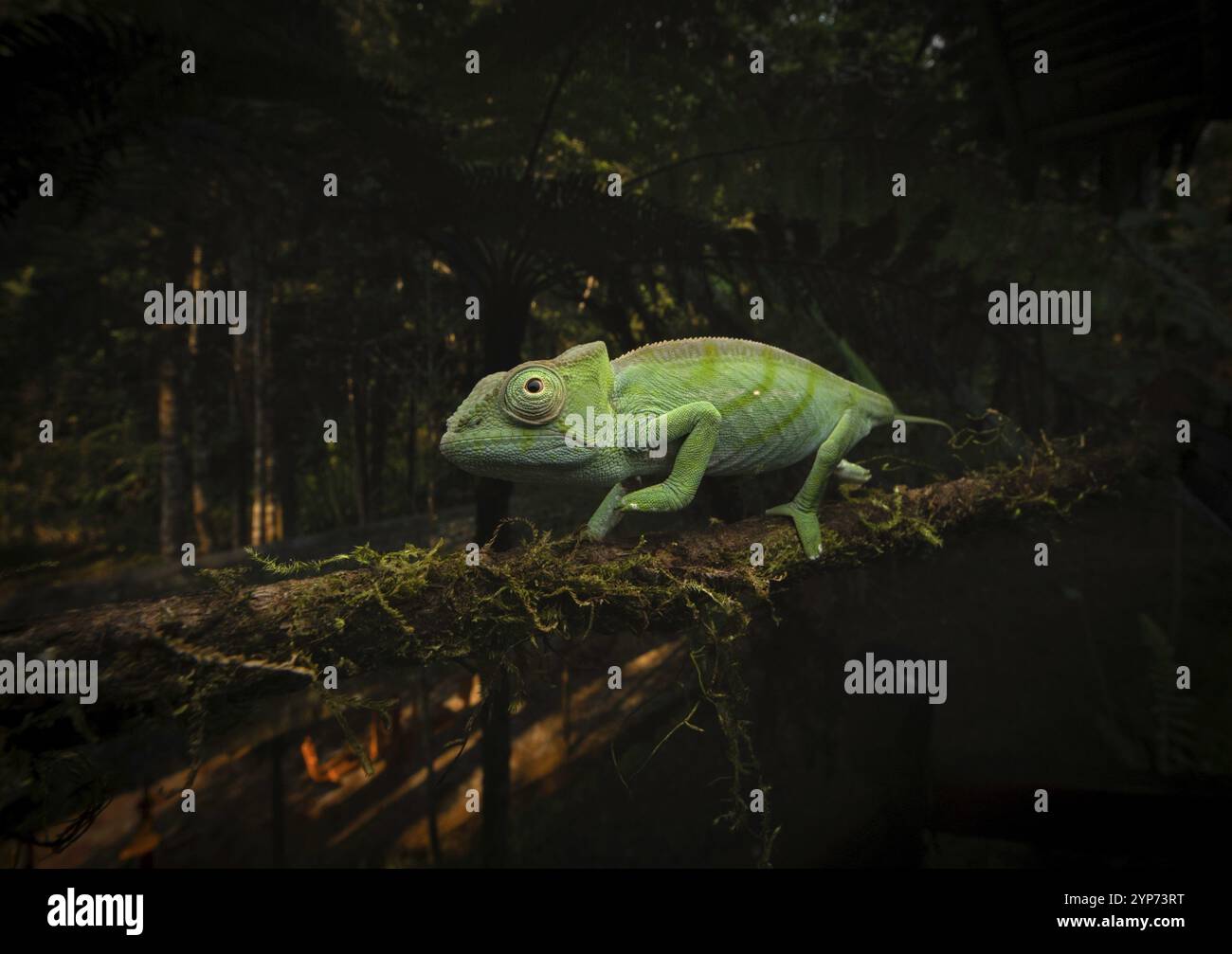 Subspecies of the Parson's chameleon (Calumma parsonii parsonii ...