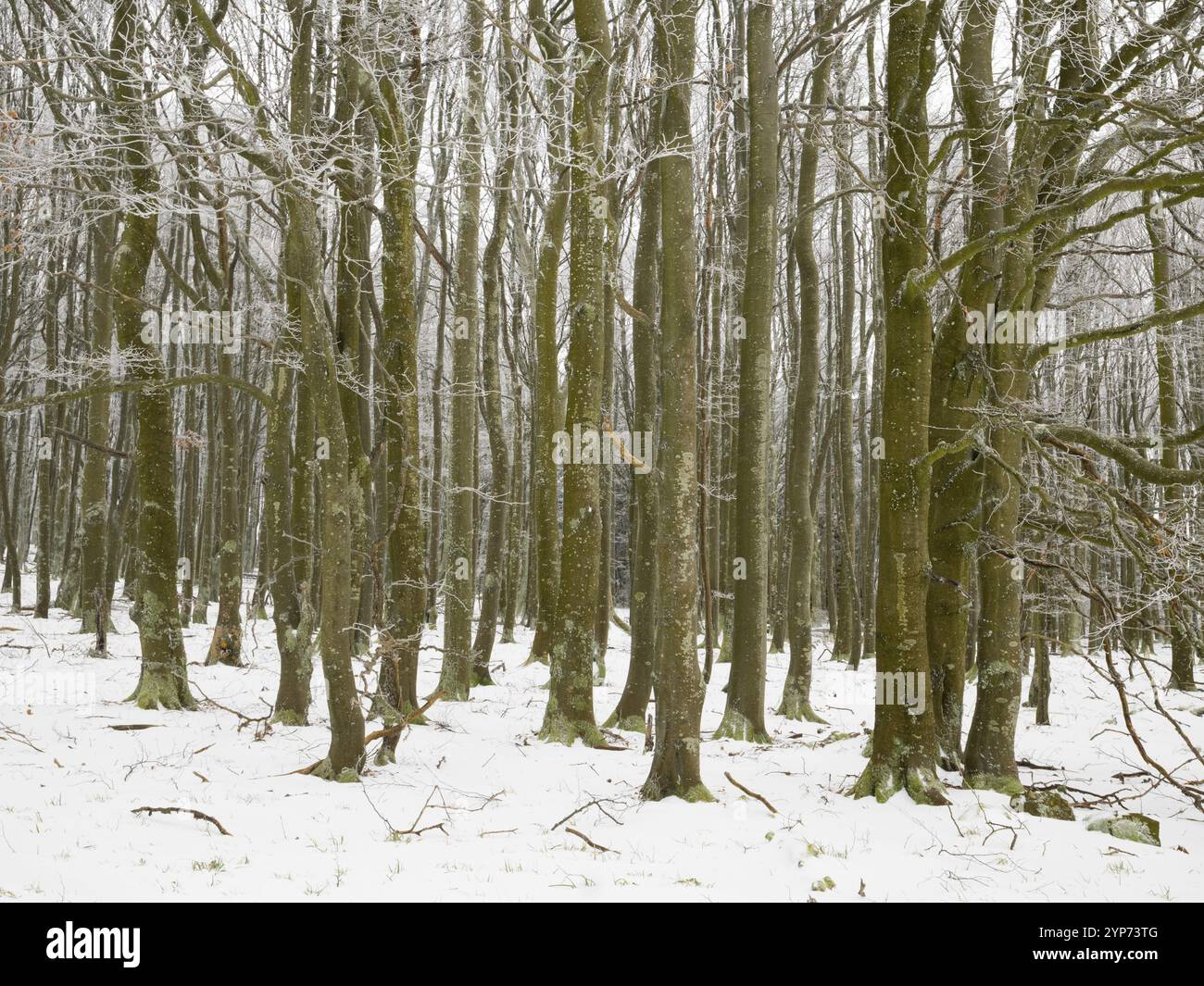 Beech Tree forest, (Fagus sylvatica) trees covered in frost and snow ...