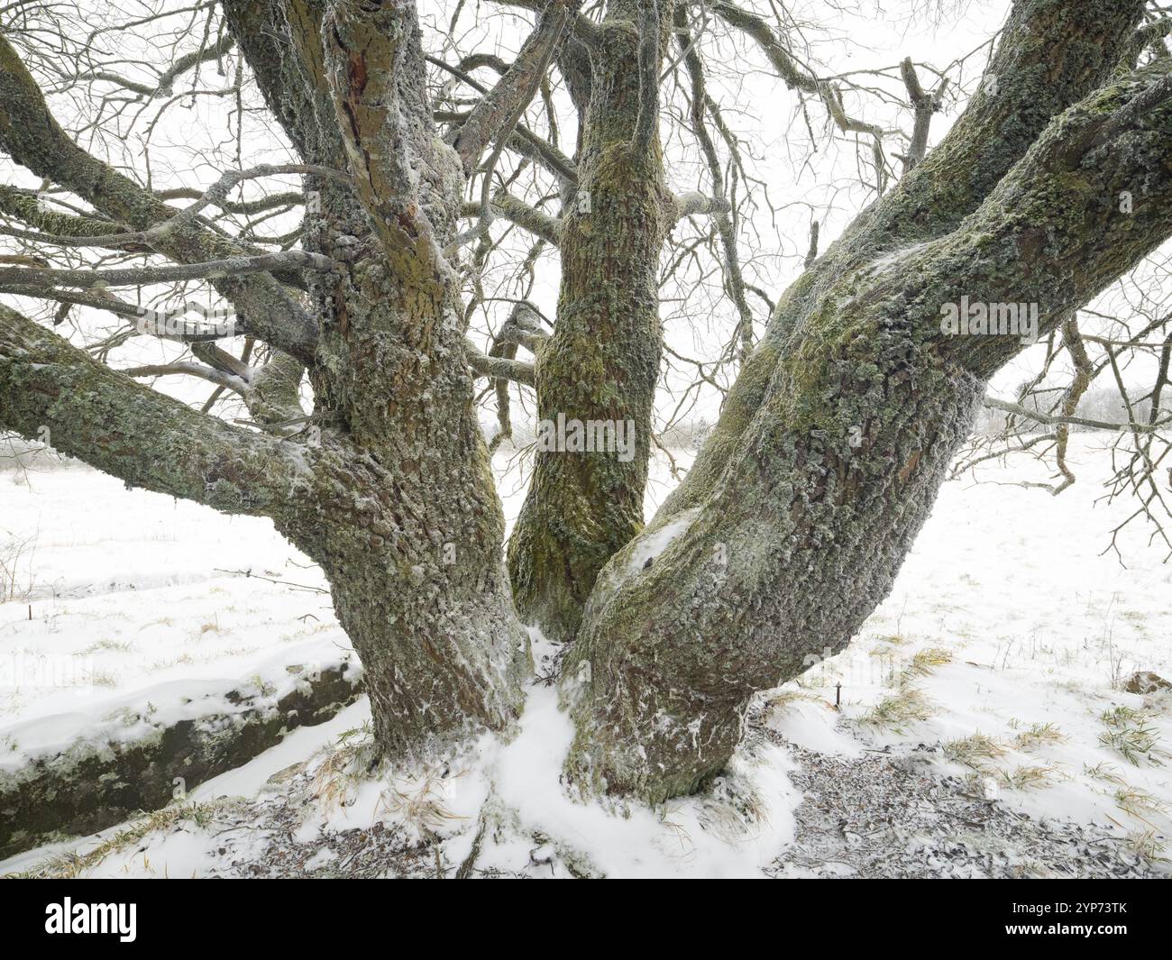 Willow Tree, (Salix sp.) stems covered in frost and snow, November ...