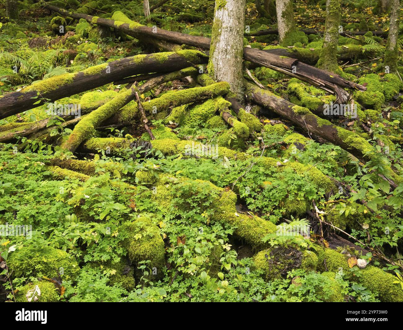 Basalt boulders, and old tree stems, covered with moss, in the forest ...