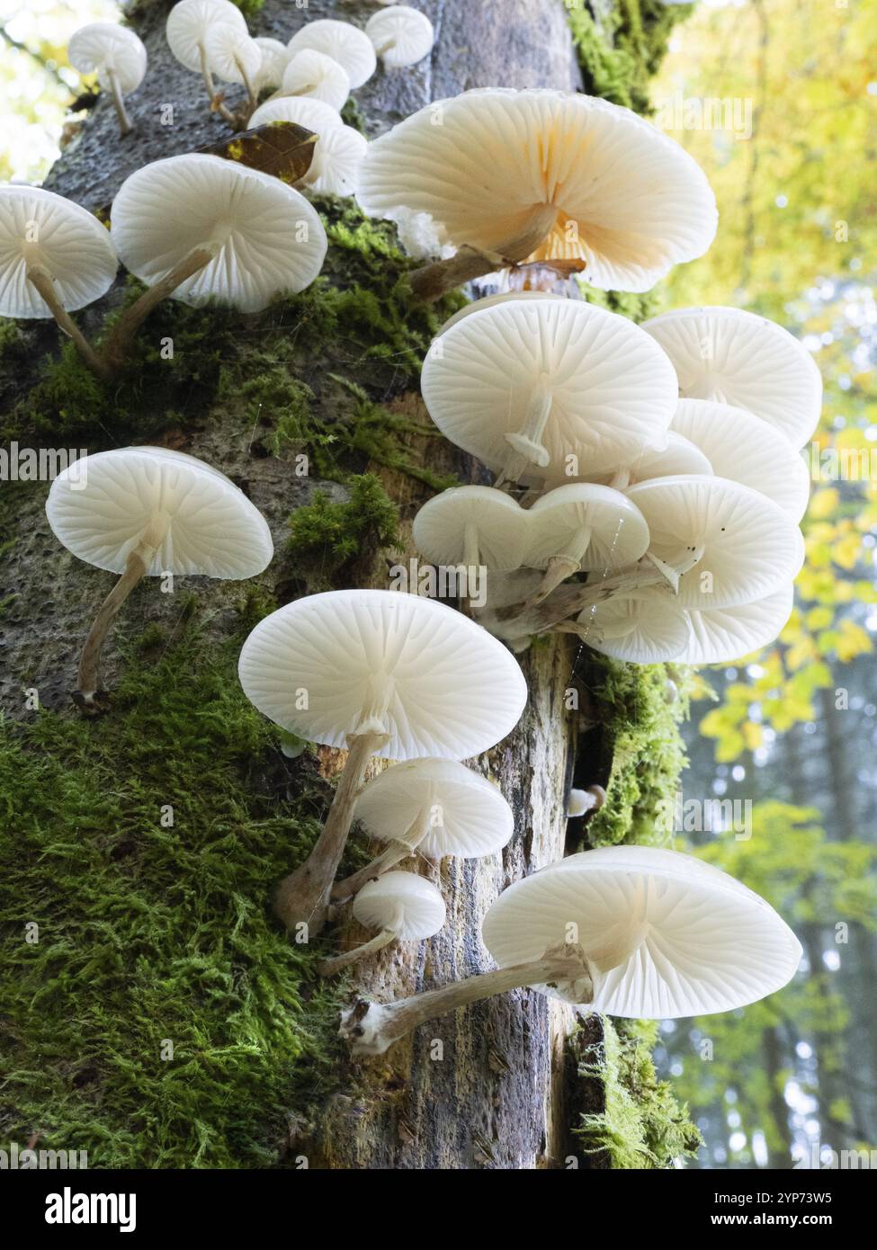 Porcelain fungus, (Oudemansiella mucida), growing on tree stem, in ...