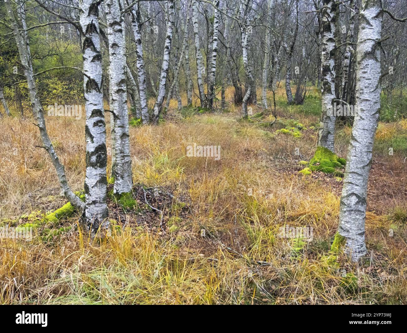 Moor Birch tree stems, (Betuls pubescens) with surounding autumn colour ...