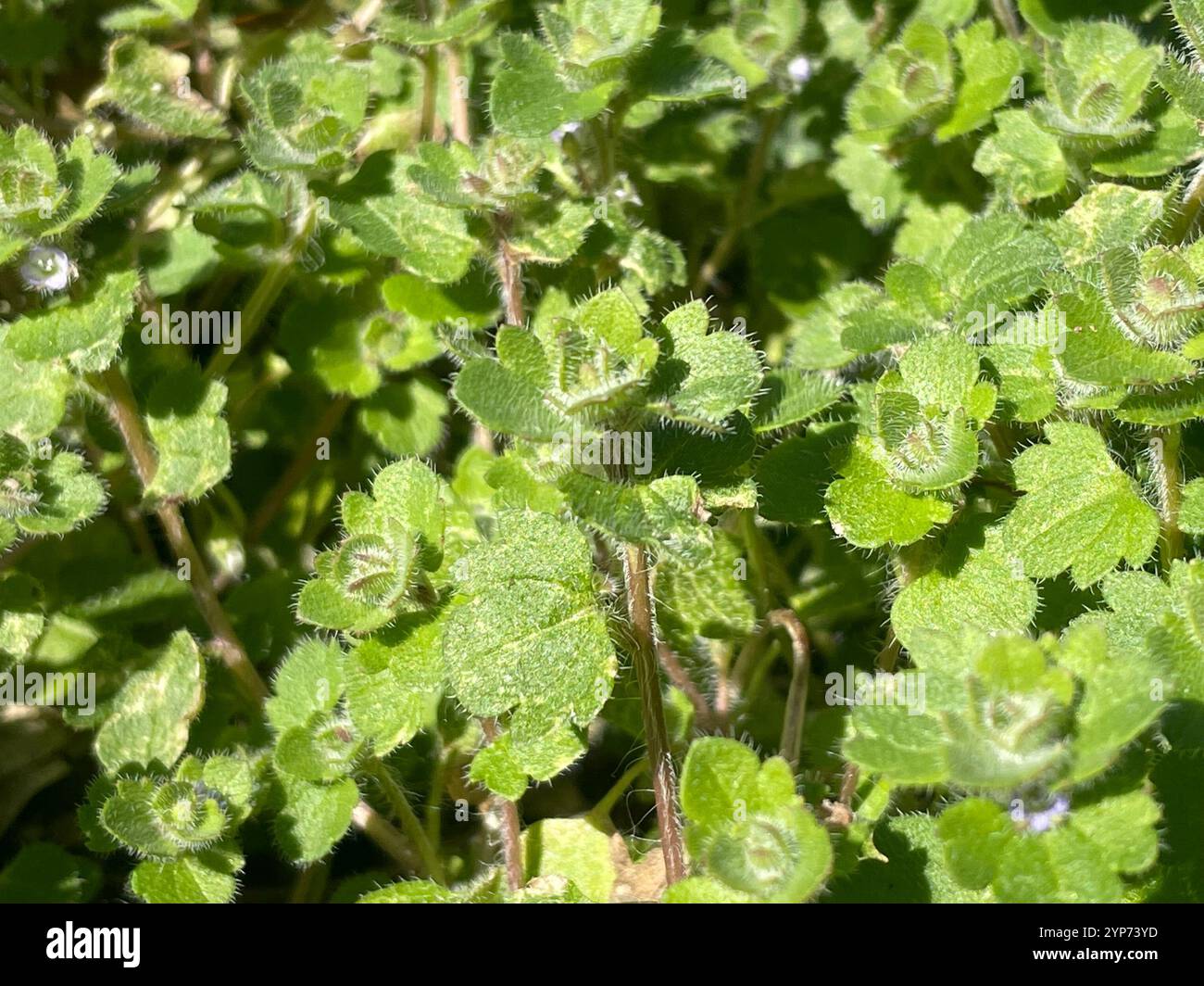 Ivy-leaved Speedwell (Veronica hederifolia Stock Photo - Alamy
