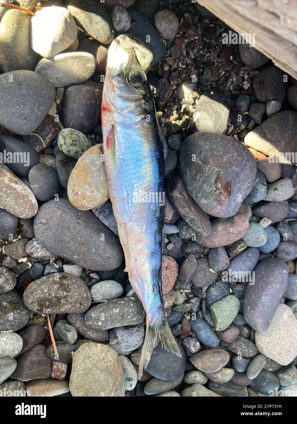 Pacific Herring (Clupea pallasii Stock Photo - Alamy