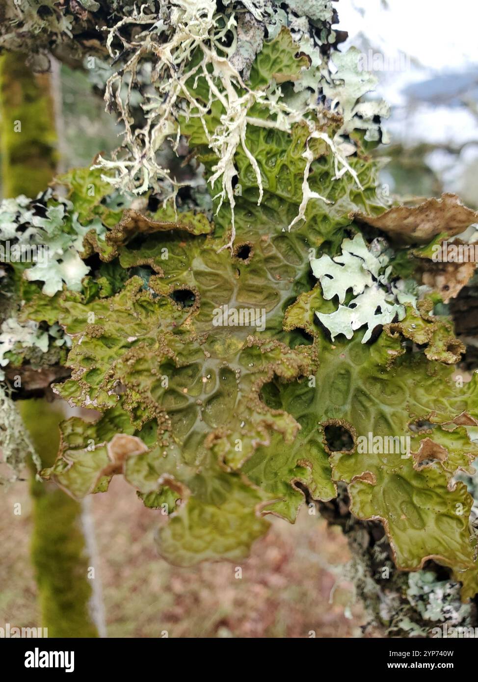 Tree Lungwort (Lobaria pulmonaria Stock Photo - Alamy