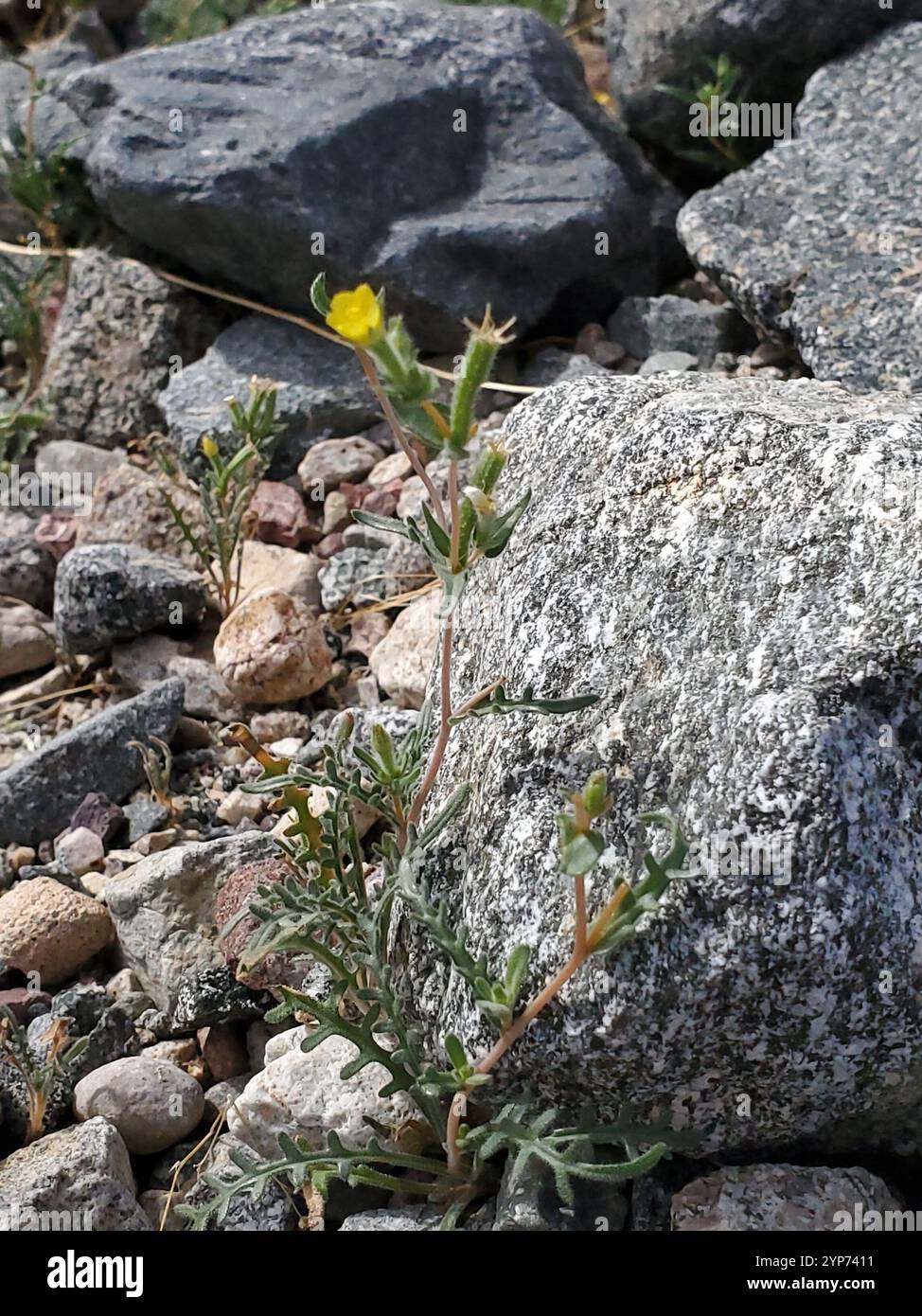 Whitestem Blazingstar (Mentzelia albicaulis Stock Photo - Alamy