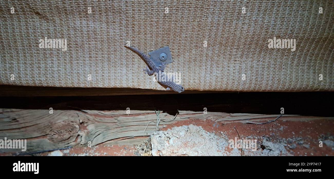 Eastern tree dtella (Gehyra versicolor Stock Photo - Alamy