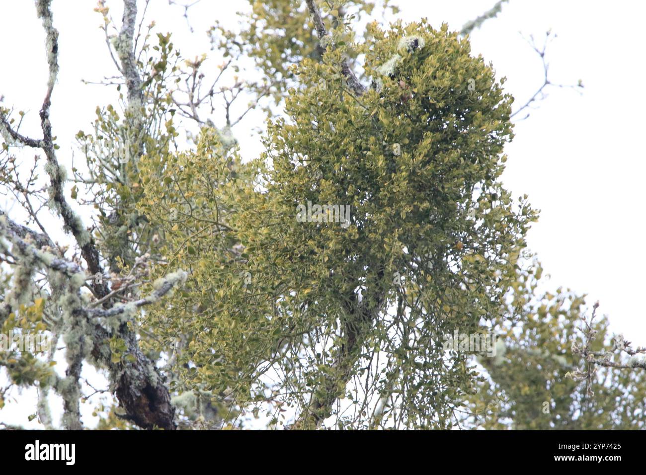 oak mistletoe (Phoradendron villosum Stock Photo - Alamy
