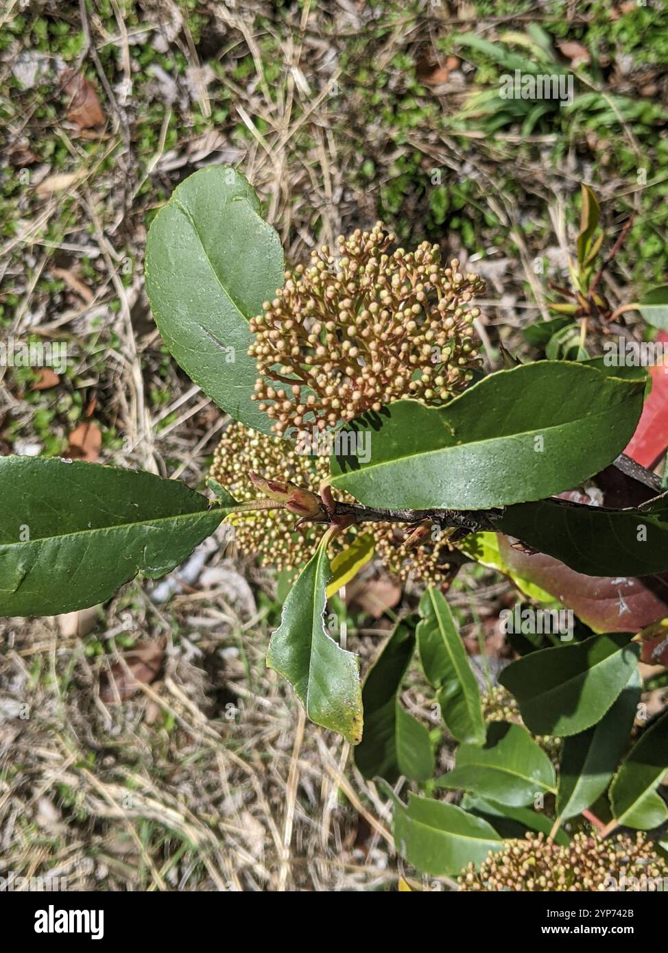 Chinese Photinia (Photinia serratifolia Stock Photo - Alamy