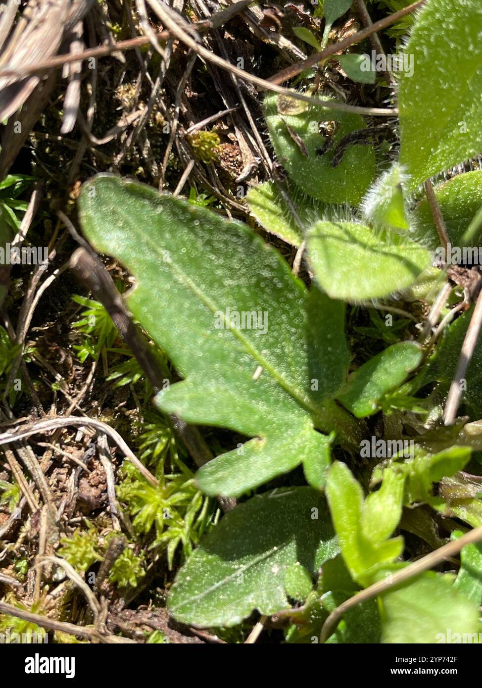 Triangle-leaved Violet (Viola emarginata Stock Photo - Alamy