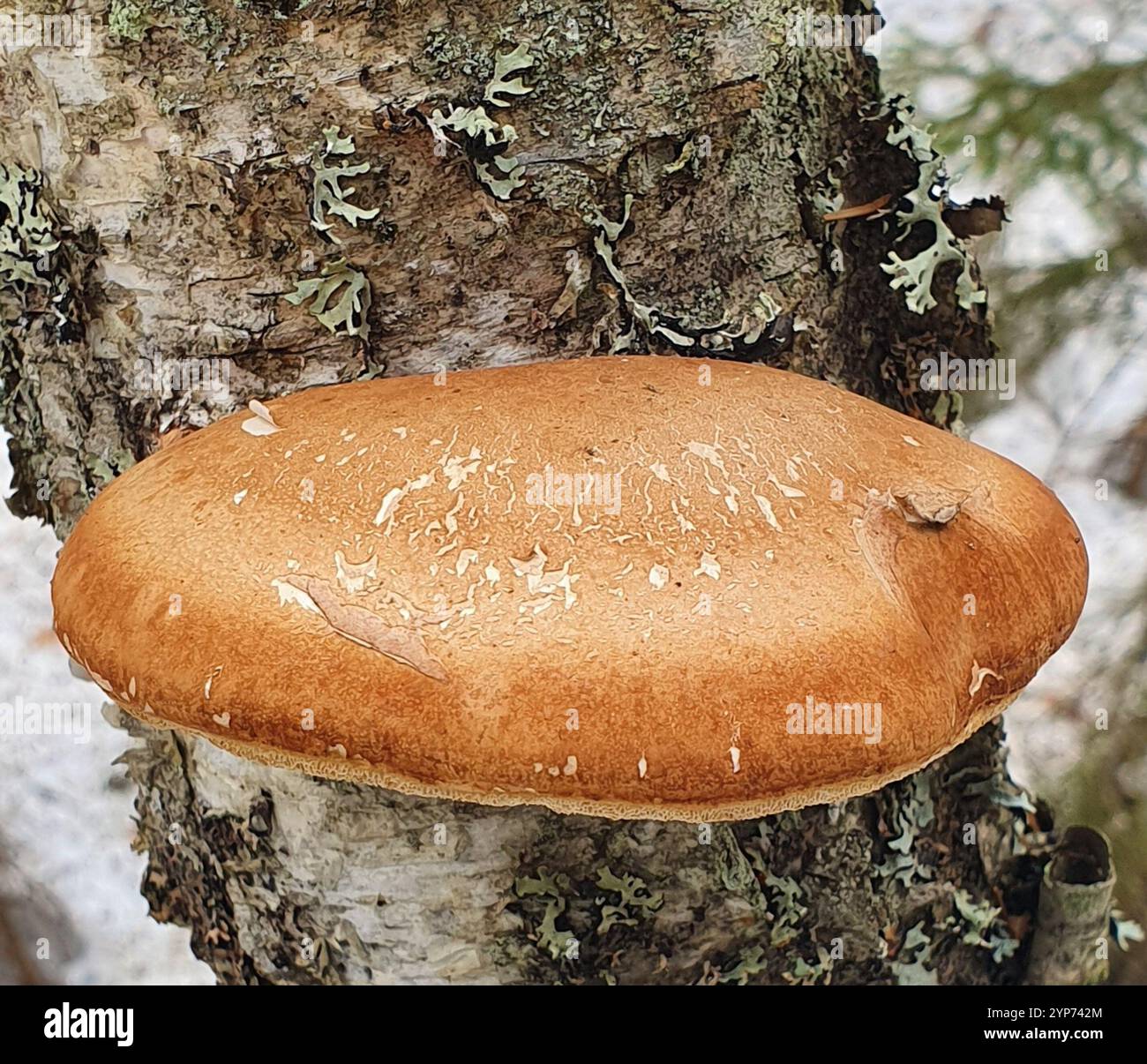 birch polypore (Fomitopsis betulina Stock Photo - Alamy